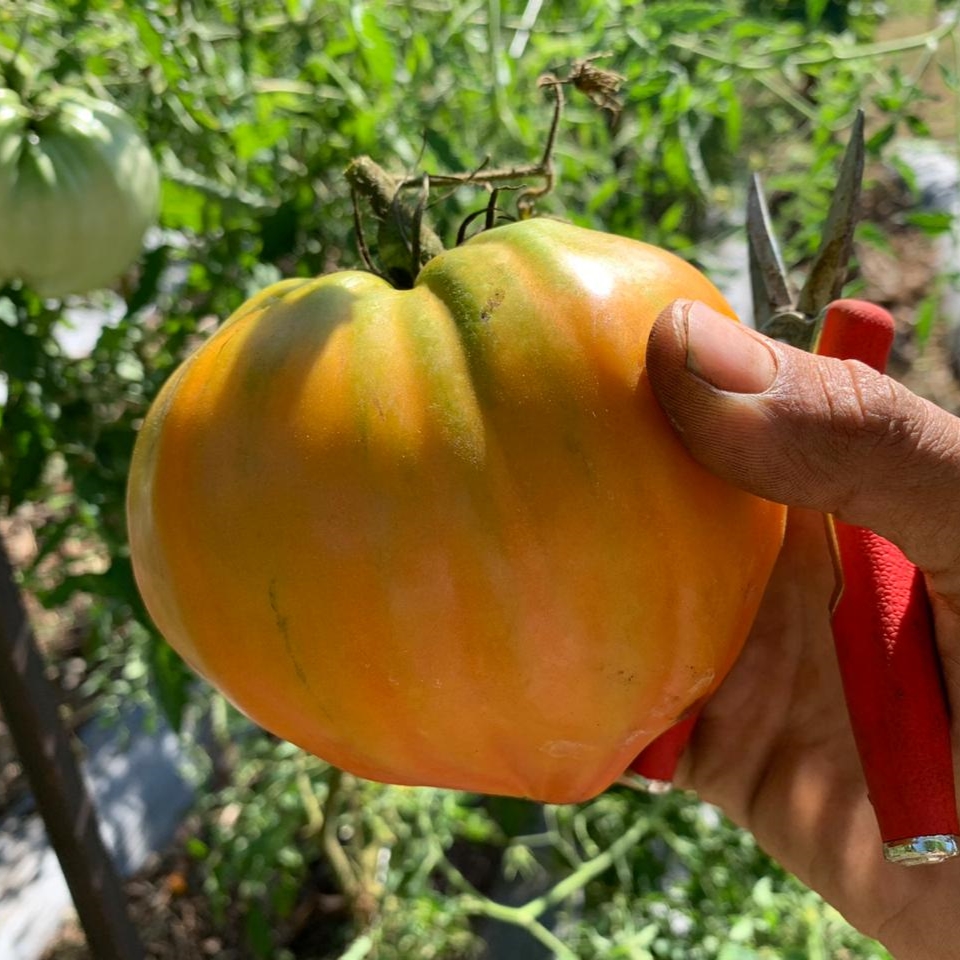 Tomate Monte Athos – Semillas Plantae