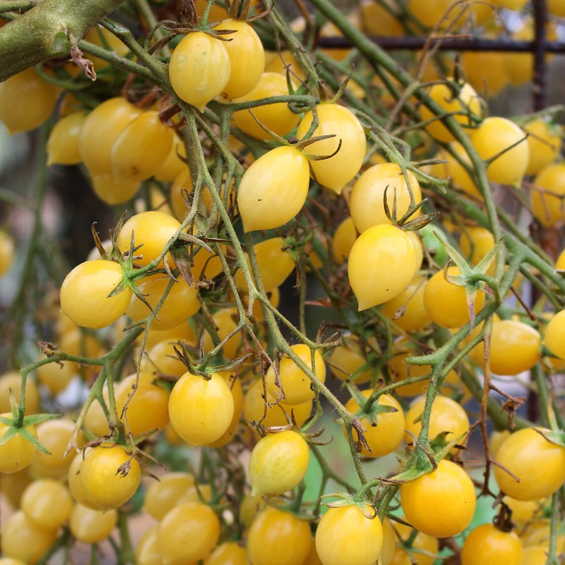 Tomate locura barry – Semillas Plantae