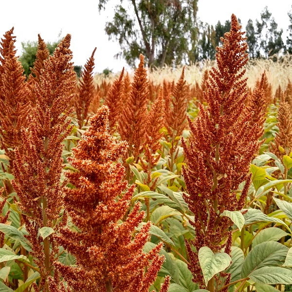 amaranto – Semillas Plantae