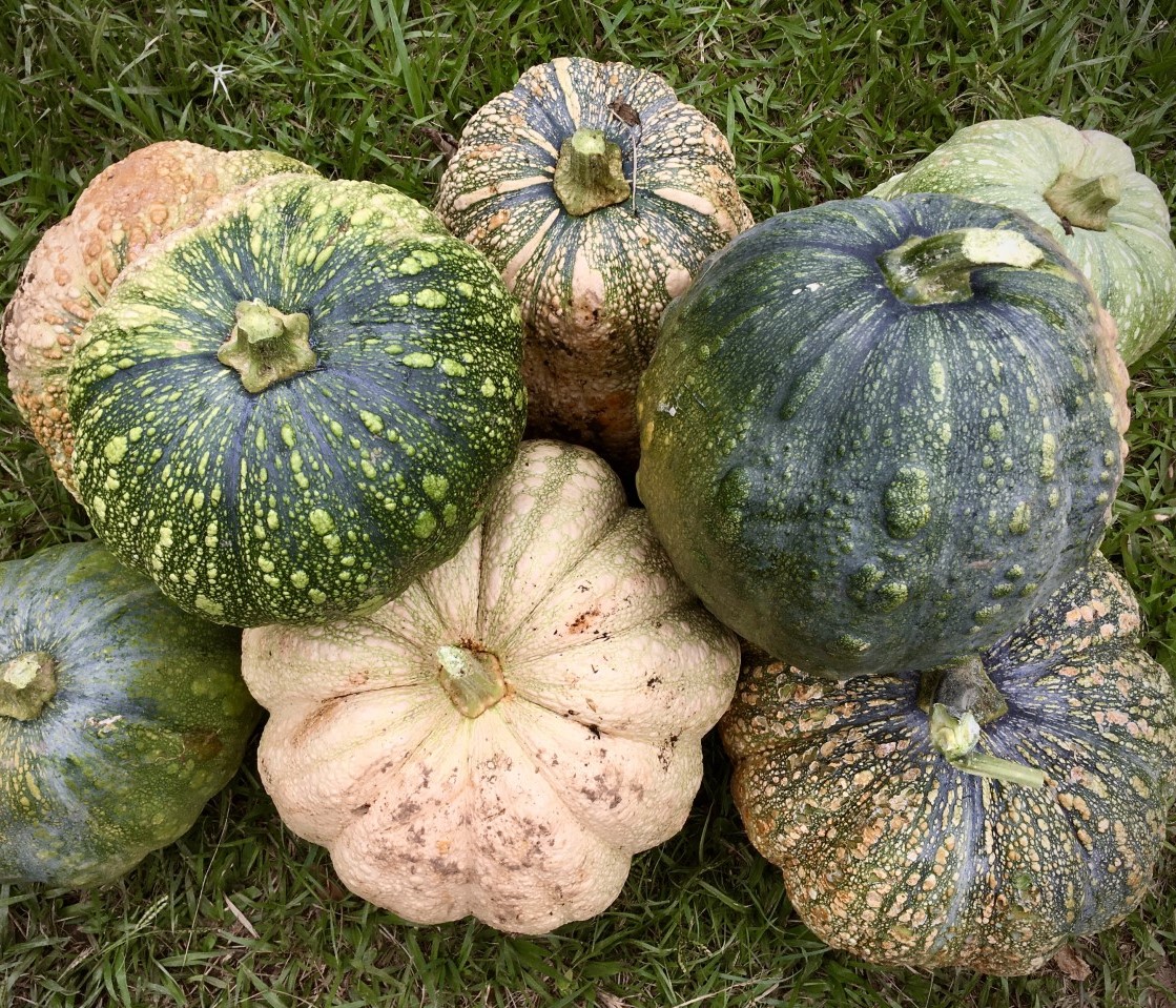 ayote-sapo-1 – Semillas Plantae