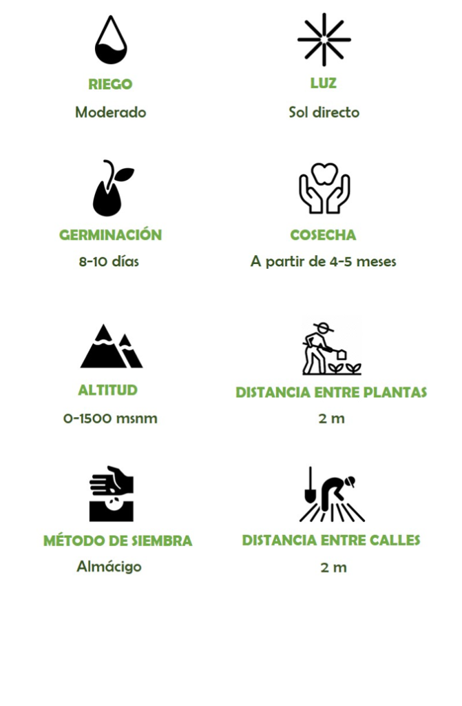 gandul – Semillas Plantae