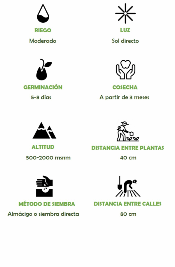 huazontle – Semillas Plantae