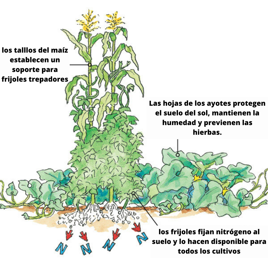 Conoces La Magia De Sembrar Una Milpa Semillas Plantae
