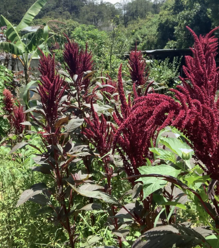 Amaranto morado – Semillas Plantae