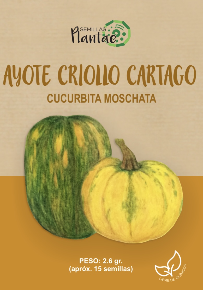 Ayote Criollo Cartago – Semillas Plantae